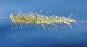 Spreading Throughout the Great Lakes Region, Exotic Invasive Spiny ...